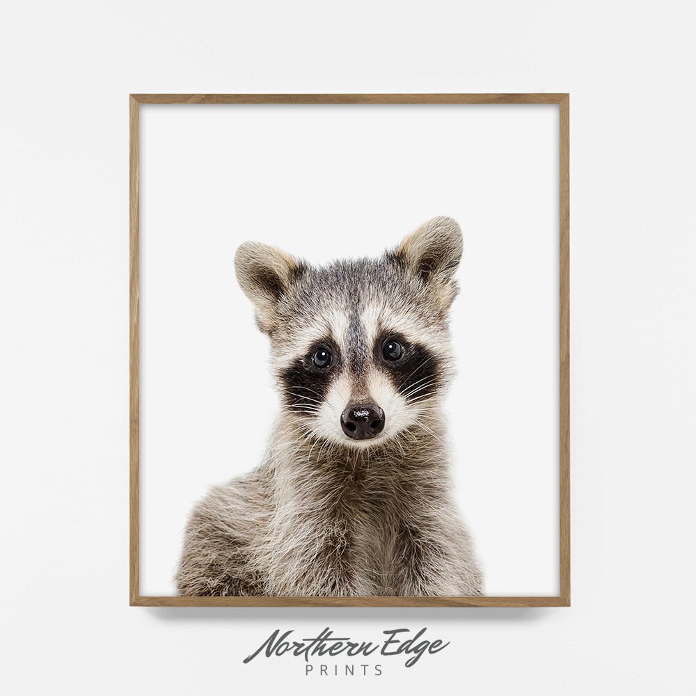 baby raccoon nursery art printable poster by NorthernEdgePrints