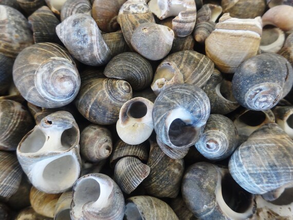 Periwinkle shells from Maine