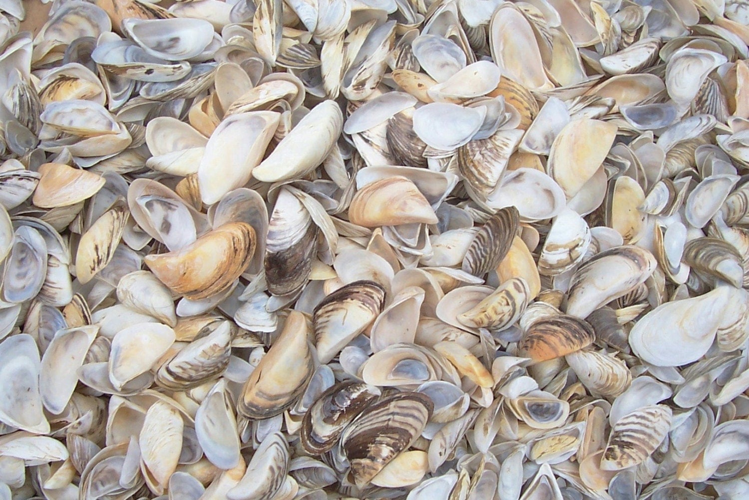 Zebra Mussel shells from Lake Michigan. by NaturesCraftSupply