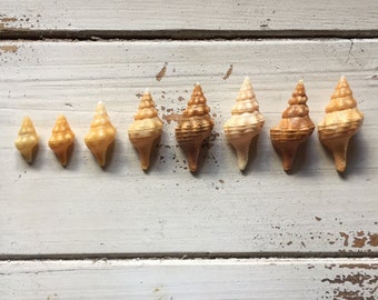 Baby conch shell | Etsy