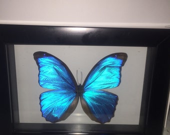 Life Cycle of a Blue Morpho Butterfly Clip Art Set