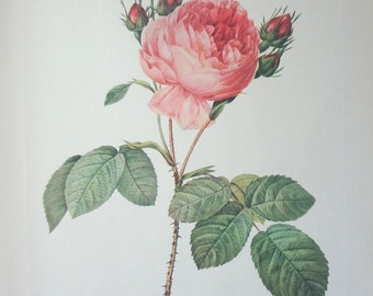 Pierre redoute | Etsy