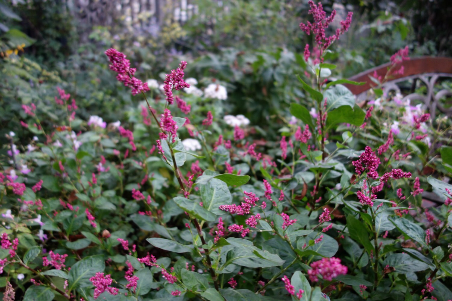 Indigo Seeds Japanese Indigo Persicaria by MilkweedQuilts on Etsy