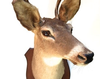 Deer head wall mount | Etsy