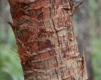 Palm tree bark | Etsy