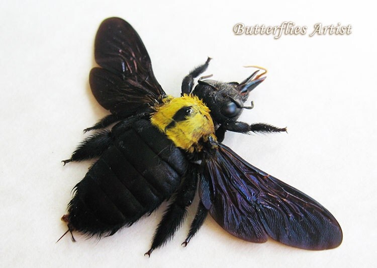 Bumble Bee Yellow Spot Carpenter Bee Real Museum Quality