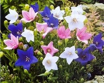 Unique chinese bells related items | Etsy