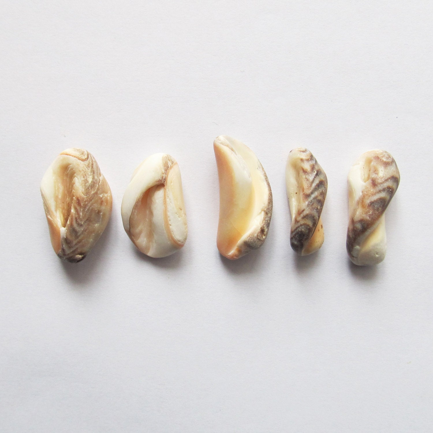 Spiral sea shells 5 parts swirl sea shells smooth spiral seashells ...