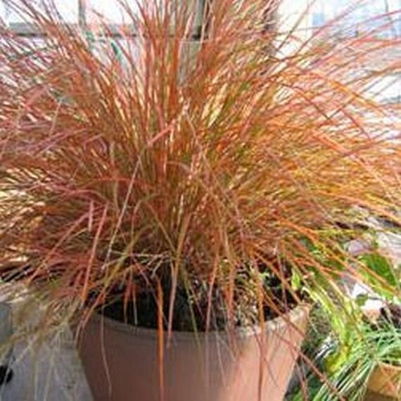 Stipa Pheasant Tails Ornamental Grass Seeds Stipa