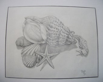 Seashell still life | Etsy