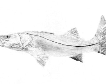 Snook drawing | Etsy