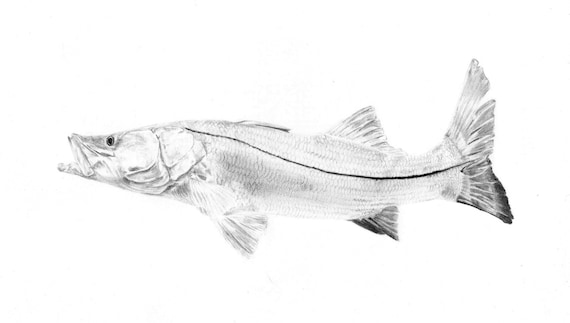 Snook Pencil Graphite Drawing // Simple Snook Original