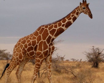 Running giraffe | Etsy