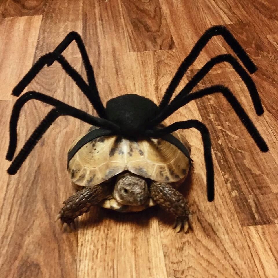 Pet Tortoise Costume Pet Costume Tortoise Costume Turtle