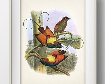 Splendid Astrapia Bird of Paradise Astrapia by ThePrintedVintage