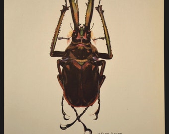 Vintage bug print | Etsy
