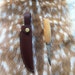 Mora 106 Sloyd Woodcarving knife sheath with belt loop