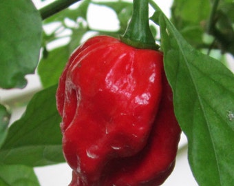 HottestPlants on Etsy