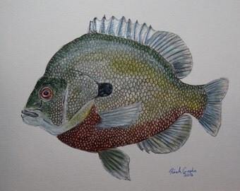 Bluegill wall art | Etsy