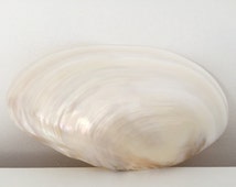 Unique mussel shells related items | Etsy