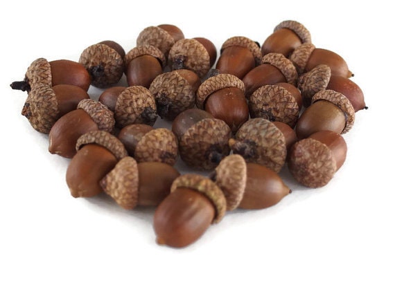 LARGE Acorns Natural Acorns Real Acorns Large Real Acorns