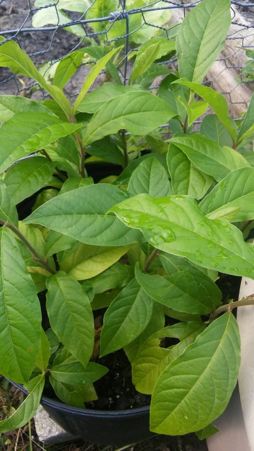 Anamu Guinea Hen Weedmucura Garlic Guinea Weed Petiveria