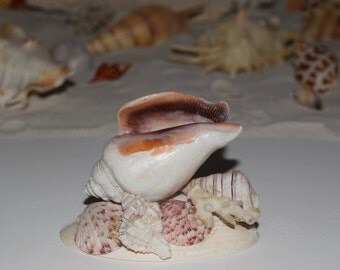 Calico scallop shell | Etsy