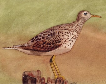 Sandpiper painting | Etsy