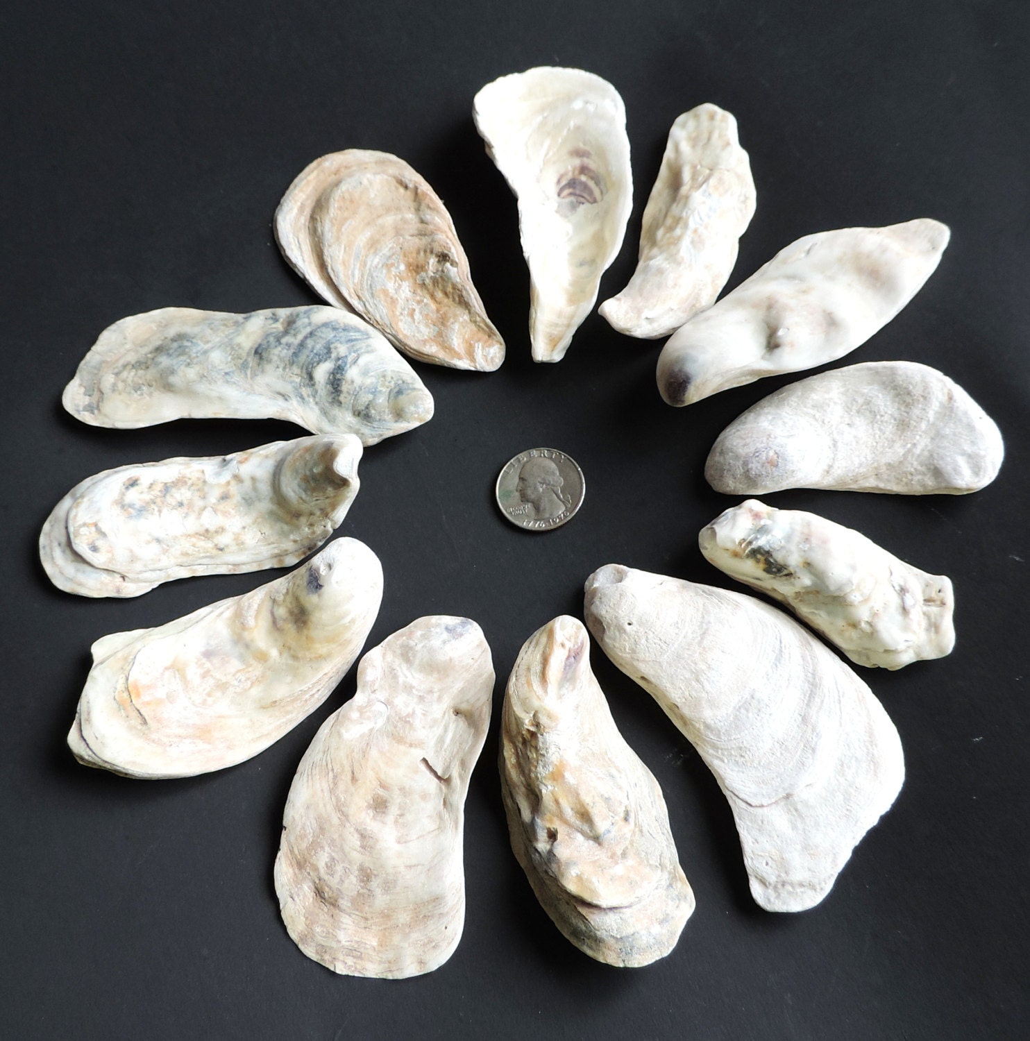 Long Oyster shells from Atlantic ocean for home décor wedding