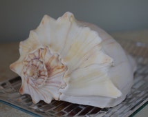 Popular items for seashell knobs on Etsy