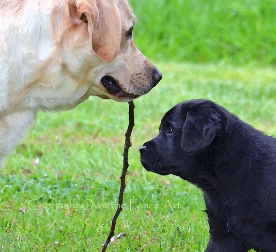 Labrador Best Friends Play with Stick Photo Greeting Card Dog
