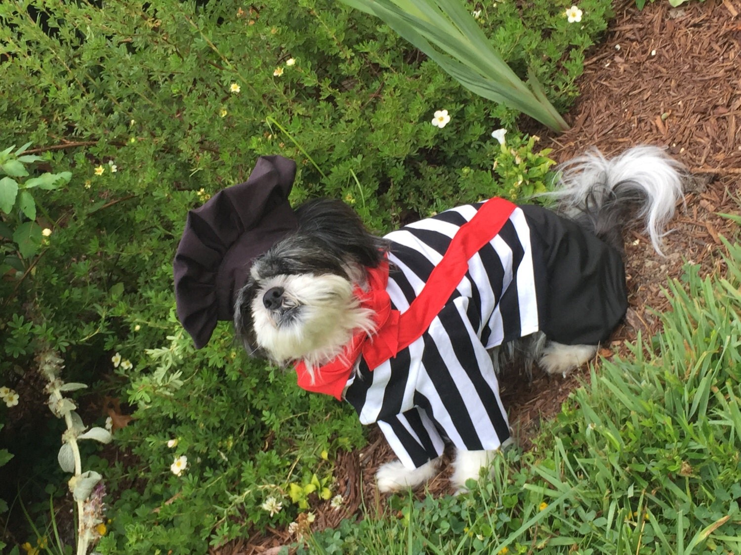 Custom made French Mime dog costume for dogs uo to 20 pounds