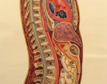 Male Genitals Human Anatomy Illustration Gentleman's