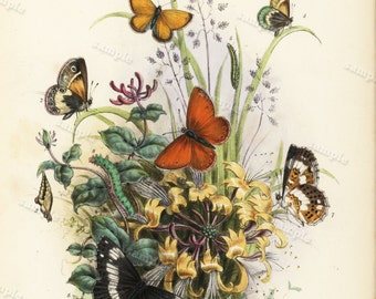 Butterfly engraving | Etsy