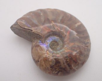 Unique opal fossil related items | Etsy