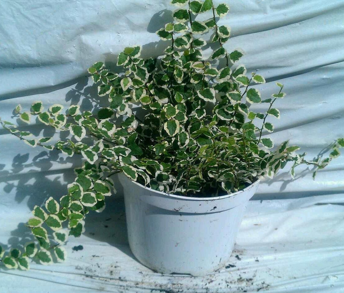 Ficus Repens Variegated Vine Plant in 6 inch pot