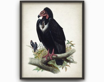 Vulture print | Etsy