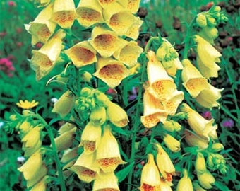 Purple Echinacea Coneflower Flower by MyFlowerGrounds on Etsy