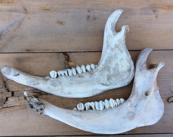 Cow jaw | Etsy