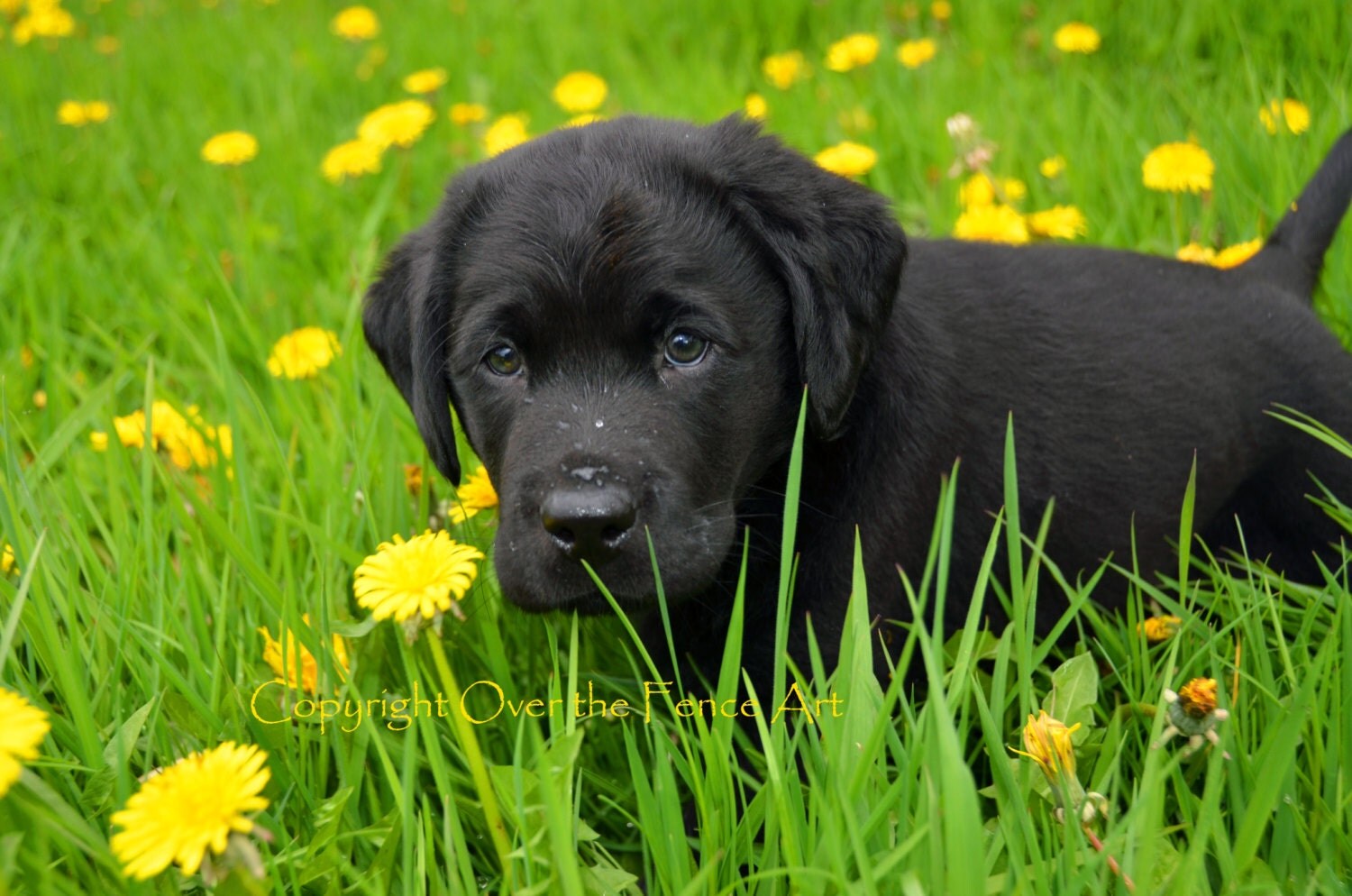Black Labrador Puppy in Dandelion Field Photo Greeting Card