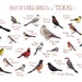 Pennsylvania Backyard Birds Field Guide Art Print / Watercolor