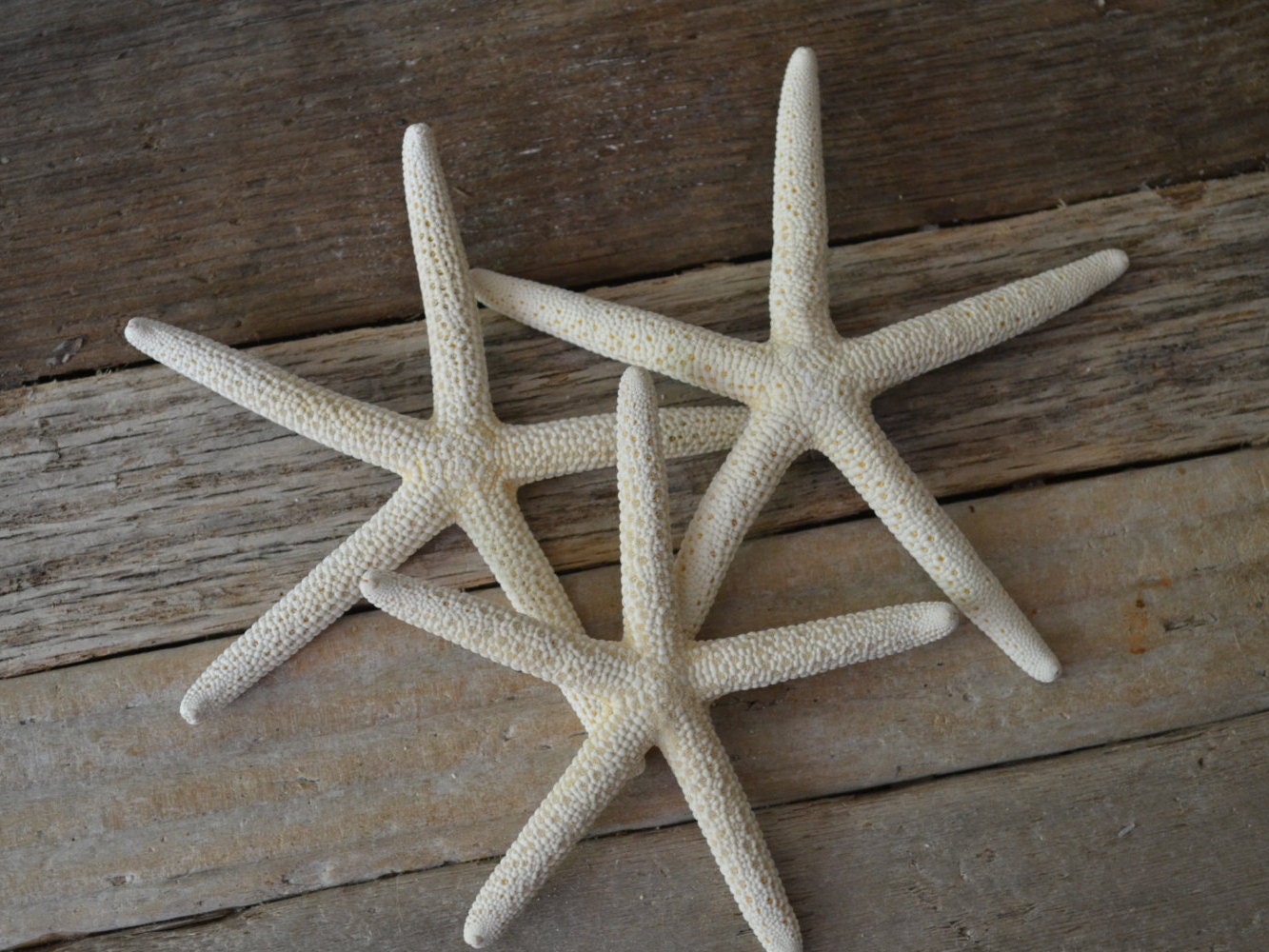 White Finger Starfish 3-4 inches10 pc