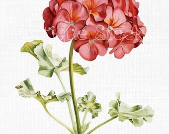 Geranium clip art | Etsy