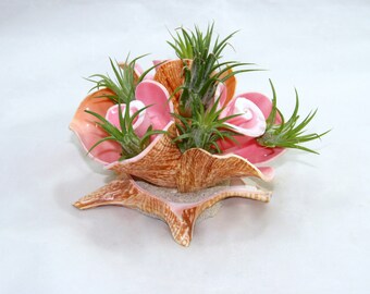 Conch shell planter | Etsy