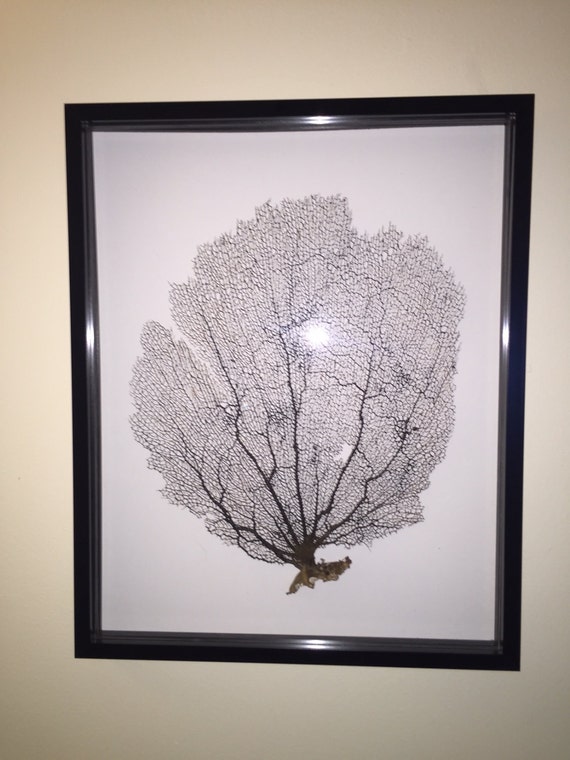 Items similar to Framed Sea Fan Coral Shadow Box 16x20, Sea Fan Art ...