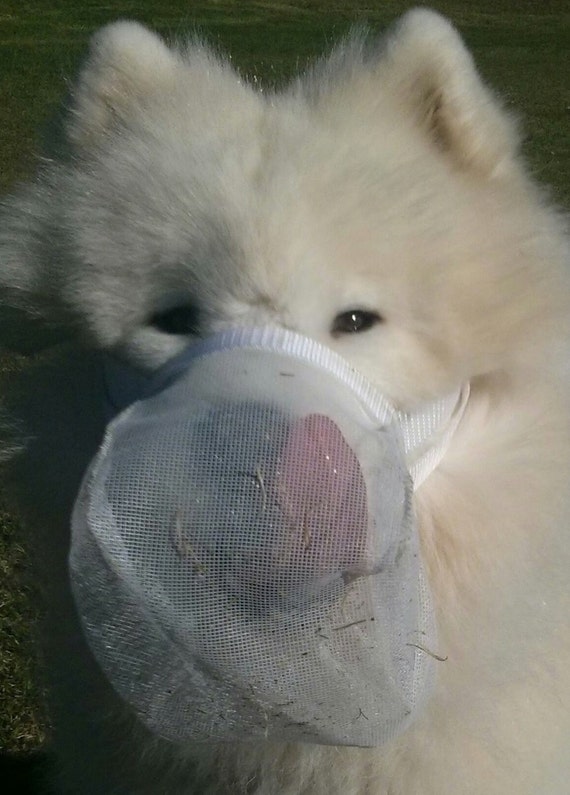 Smuzzle: A soft muzzle that lets your dog by SmuzzlesbySilliIlli