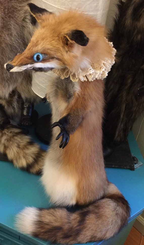 Weird taxidermy: Lady Rebecca