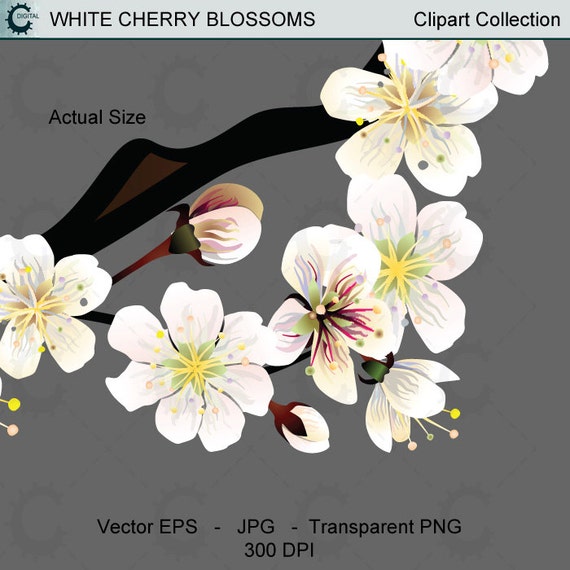 White Sakura/Cherry Blossom Clipart Collection