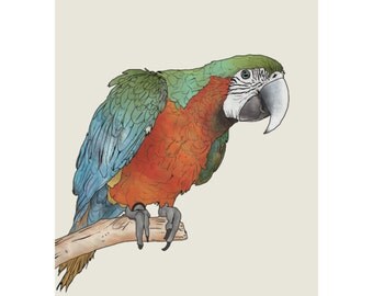 Parrot Print Two Birds Tropical Print Colorful Wall Art