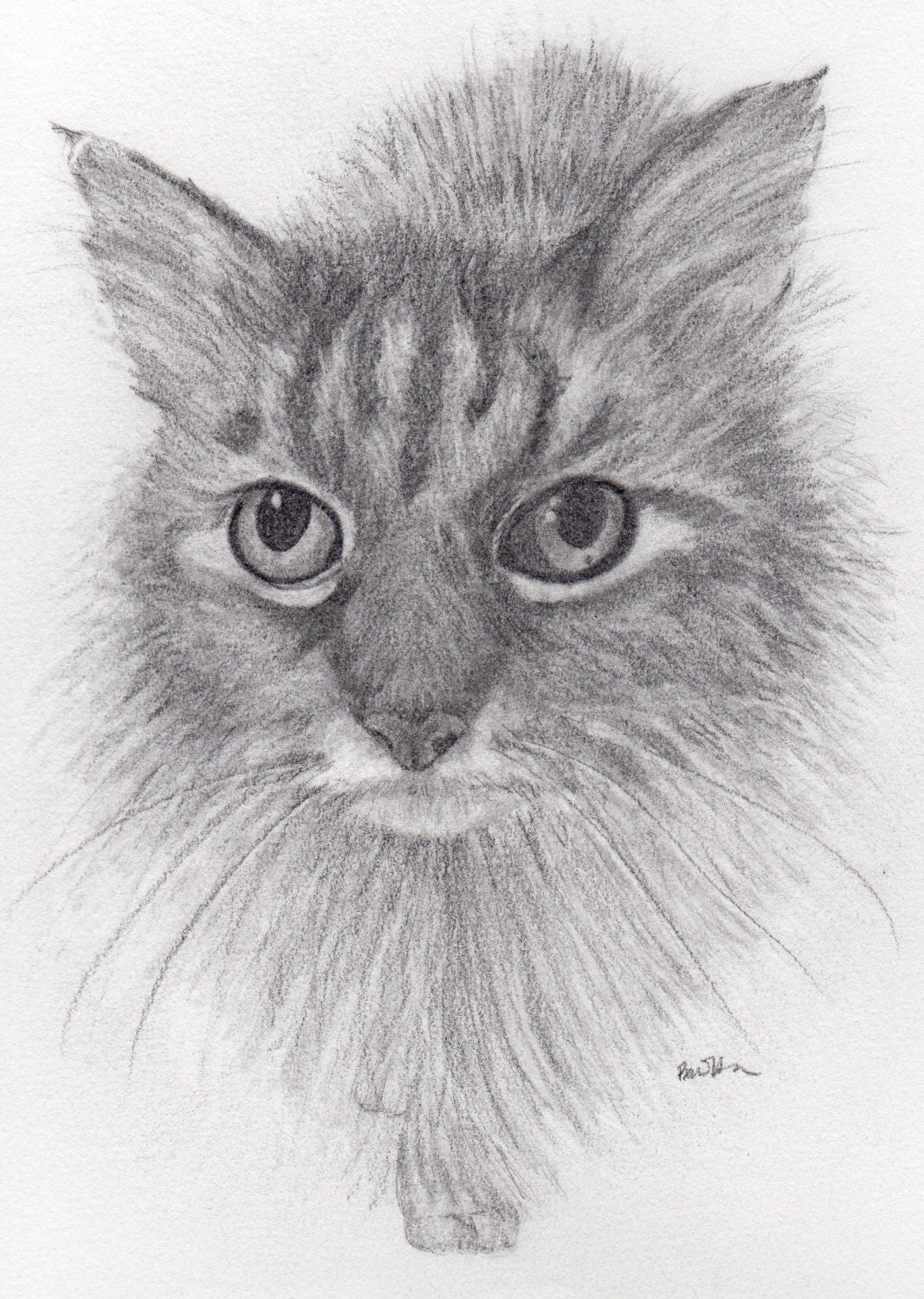 original drawing of a maine coon cat close-up by drawberry on Etsy